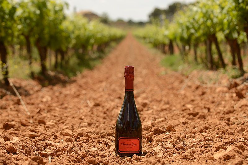 The best cava in Spain is made in Valencia
